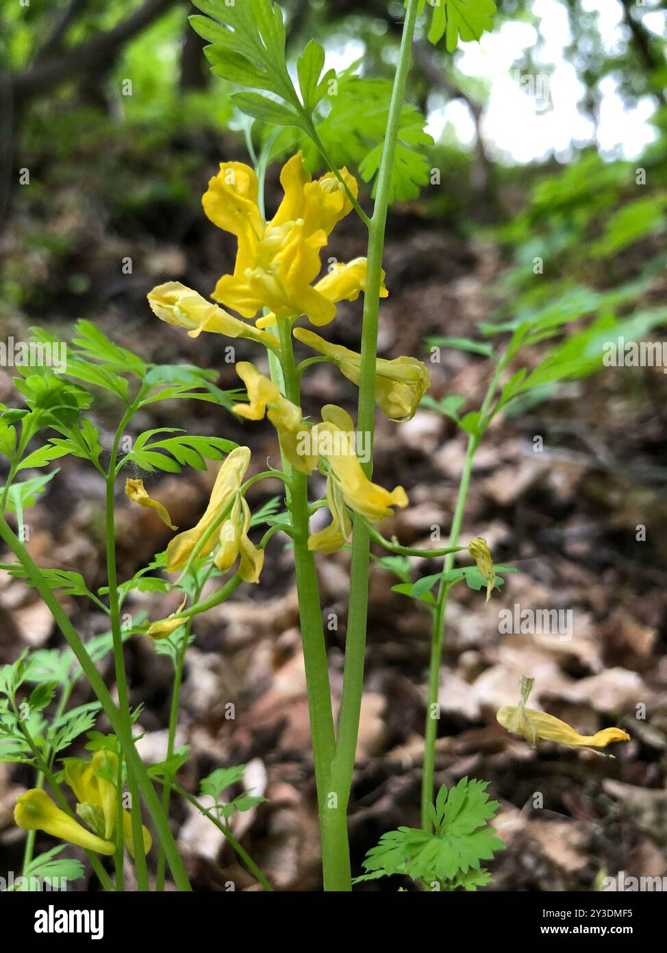 golden corydalis (Corydalis aurea) Plantae Stock Photo - Alamy