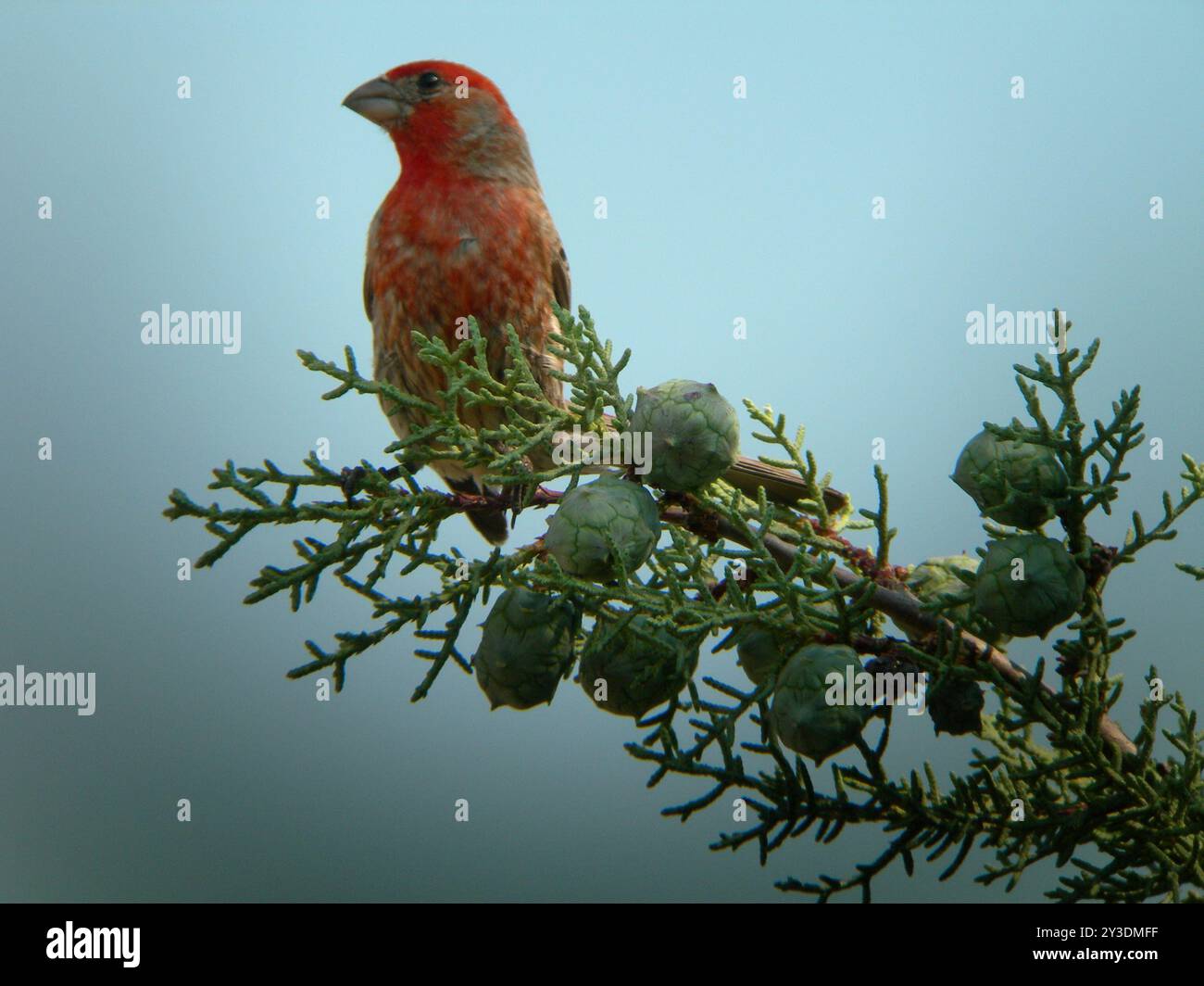 House Finch (Haemorhous mexicanus) Aves Stock Photo - Alamy