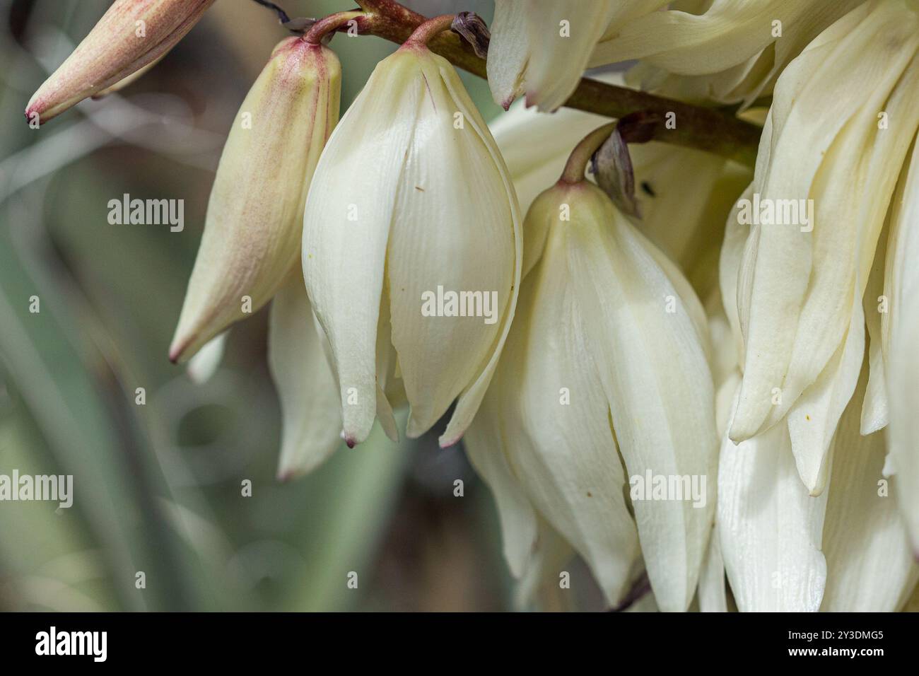 Banana Yucca (Yucca baccata) Plantae Stock Photo - Alamy