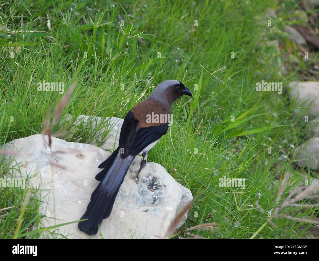 Taiwan Gray Treepie (Dendrocitta formosae formosae) Aves Stock Photo ...