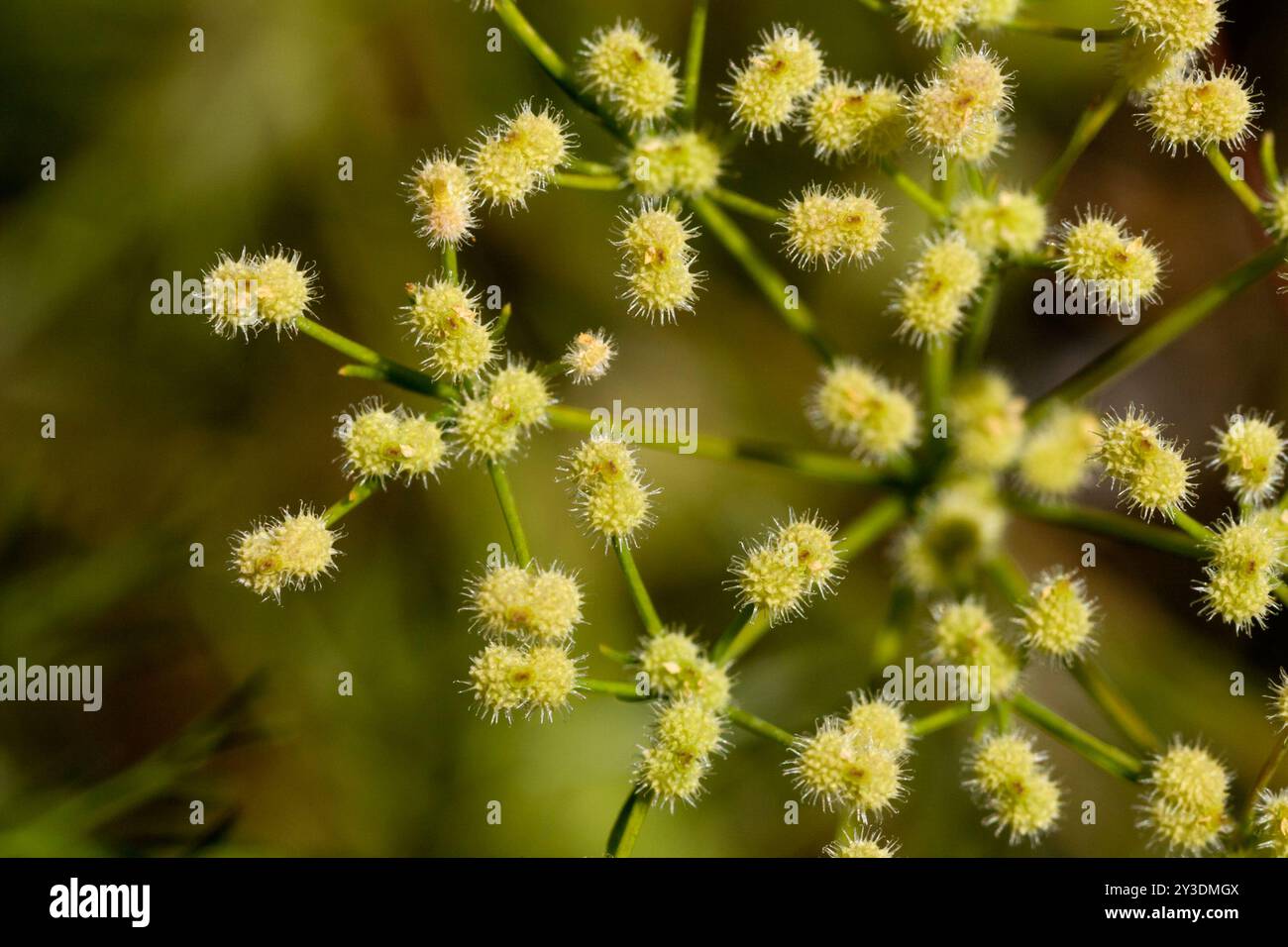 bristly scaleseed (Spermolepis echinata) Plantae Stock Photo - Alamy