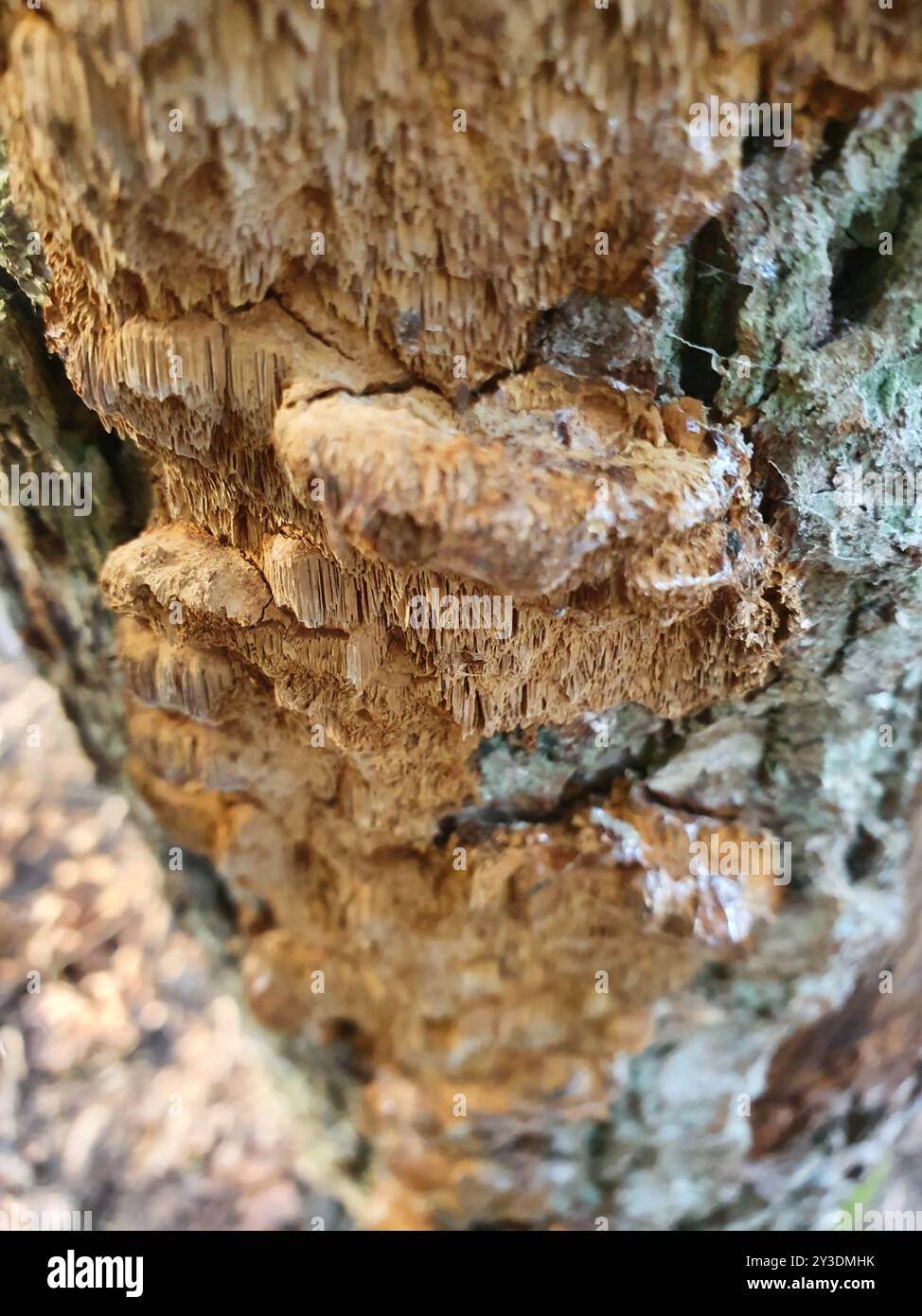 Alder Bracket (Mensularia radiata) Fungi Stock Photo - Alamy