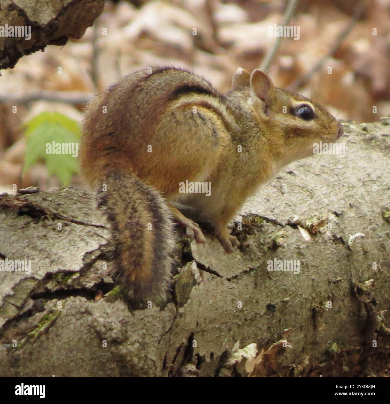 Eastern Chipmunk (Tamias striatus) Mammalia Stock Photo - Alamy