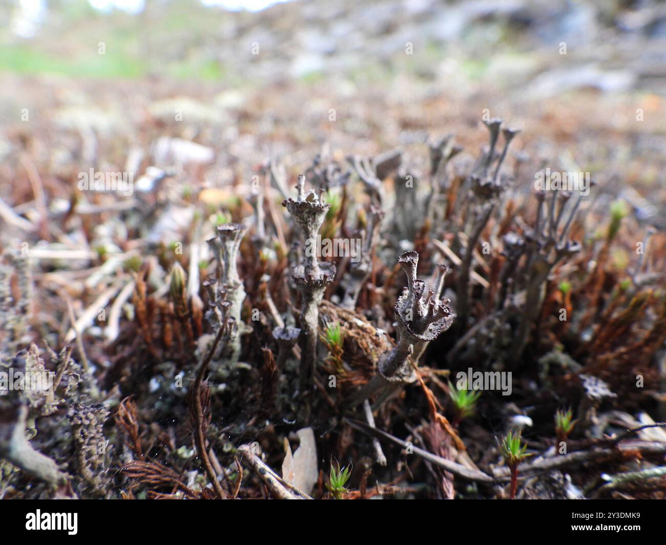 Cladonia verticillata hi-res stock photography and images - Alamy