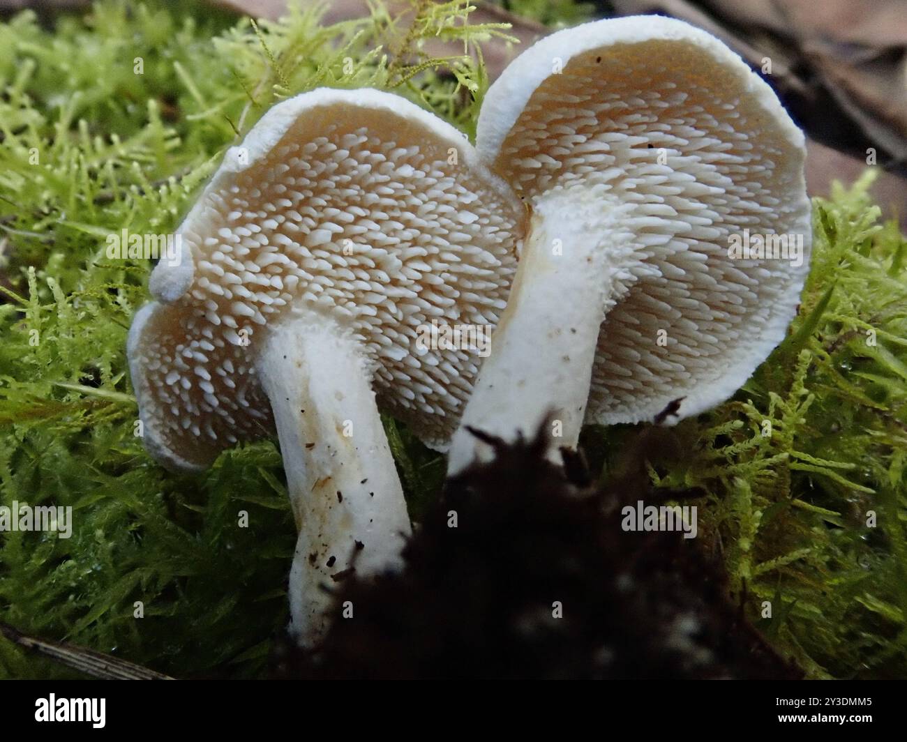 Wood Hedgehog (Hydnum repandum) Fungi Stock Photo - Alamy
