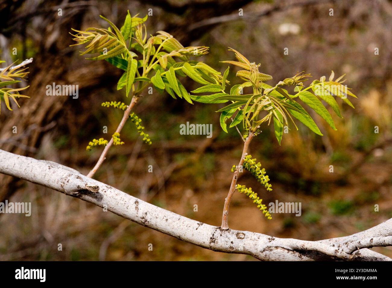 Little Walnut (Juglans microcarpa) Plantae Stock Photo - Alamy