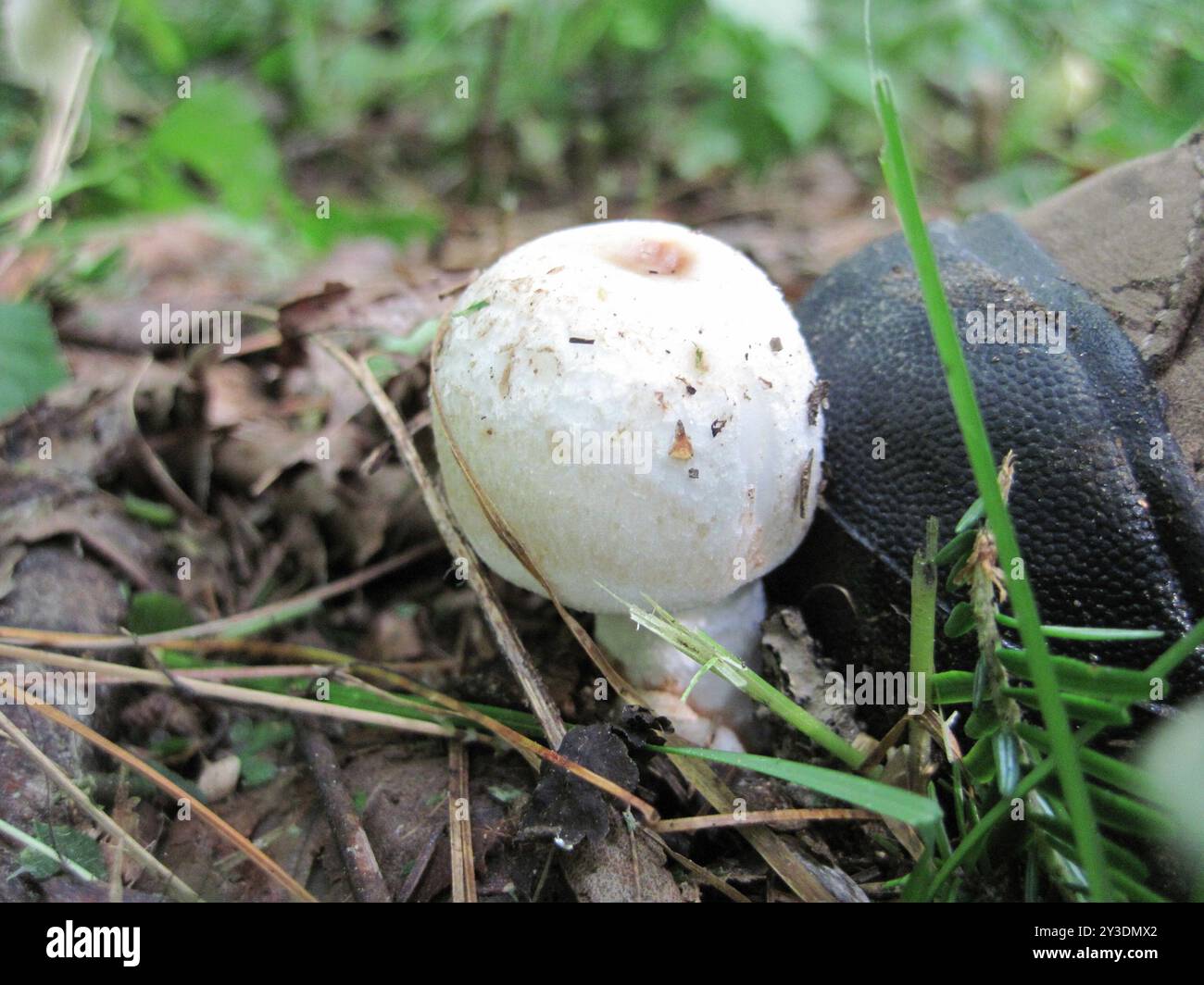 Amanita Mold (Hypomyces hyalinus) Fungi Stock Photo - Alamy