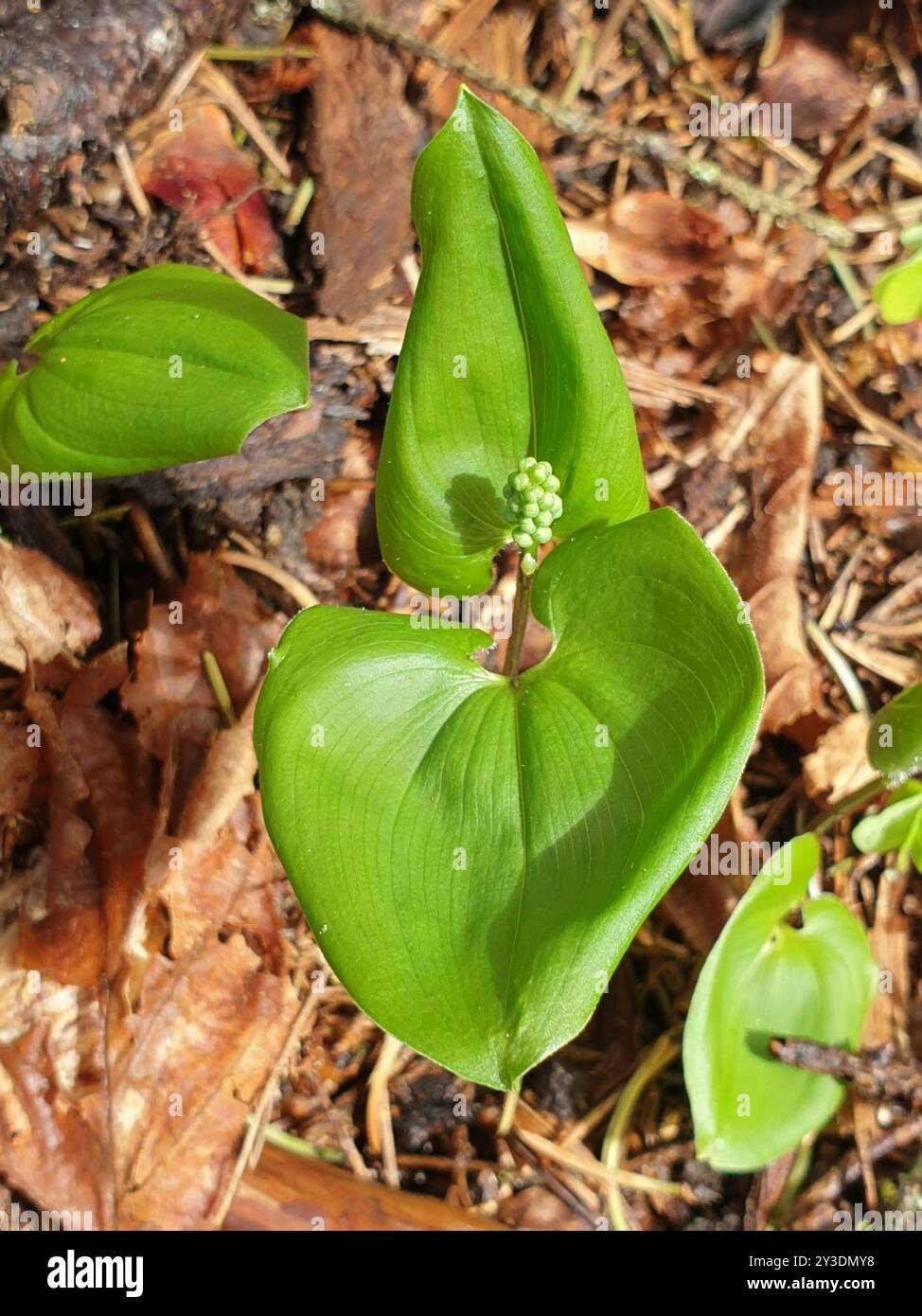 May Lily (Maianthemum bifolium) Plantae Stock Photo - Alamy