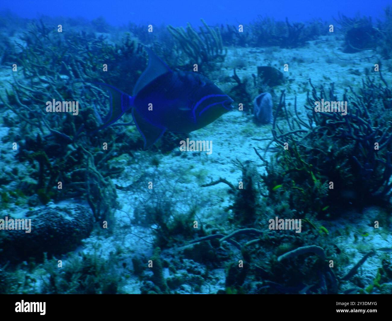 Queen Triggerfish (Balistes vetula) Actinopterygii Stock Photo - Alamy