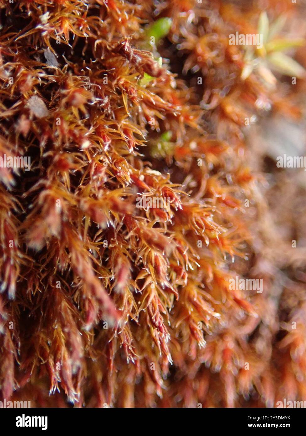 Papillose Bloom Moss (Schistidium papillosum) Plantae Stock Photo - Alamy