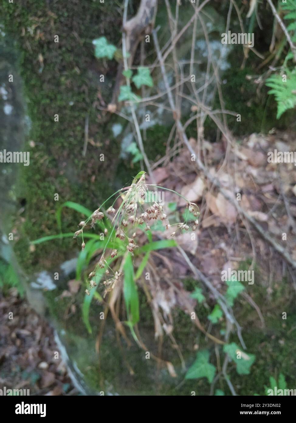 Great Woodrush (Luzula sylvatica) Plantae Stock Photo - Alamy