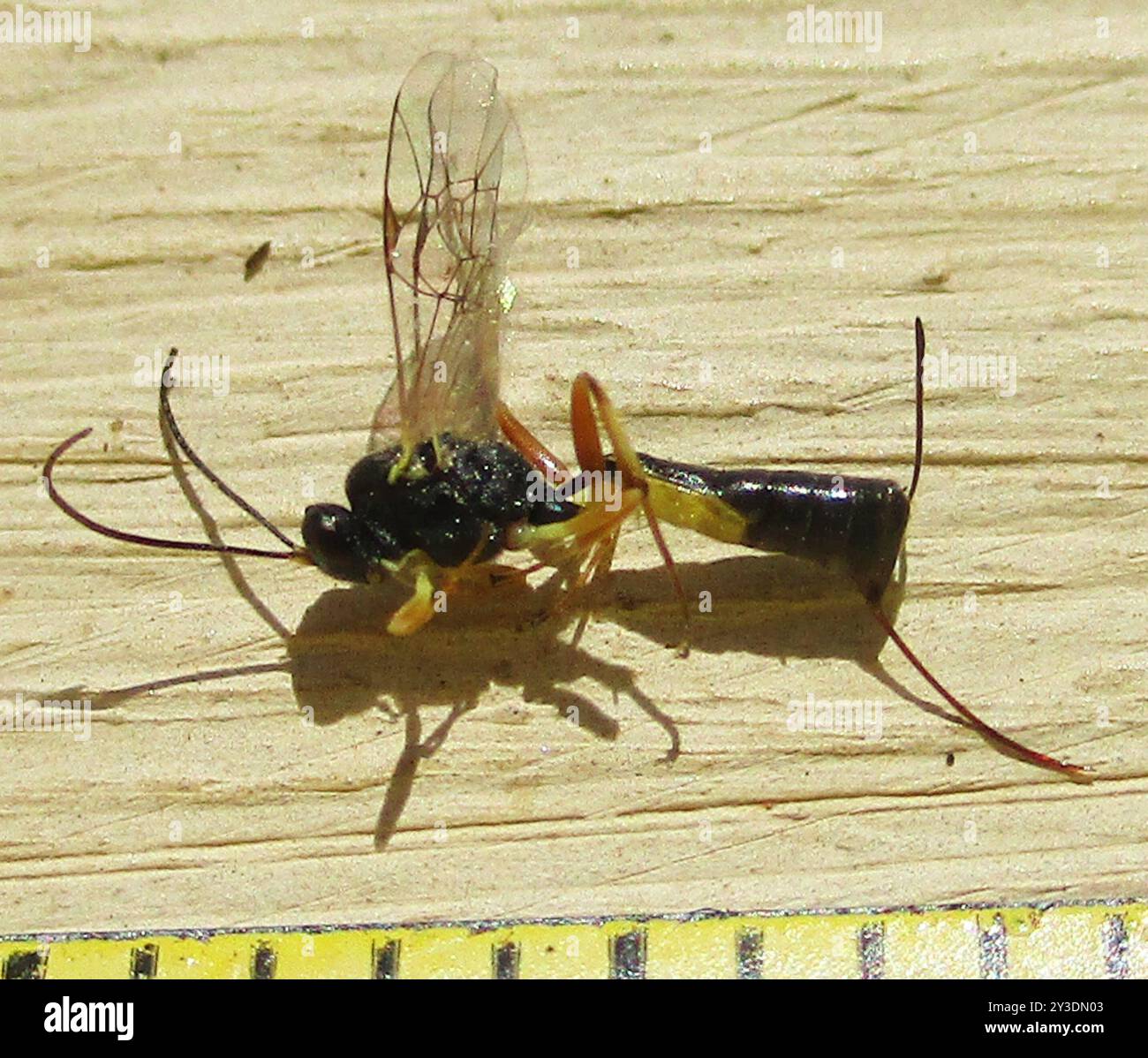 Ichneumonid Wasps (Ichneumonidae) Insecta Stock Photo - Alamy