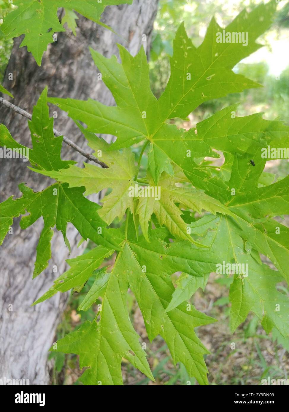 silver maple (Acer saccharinum) Plantae Stock Photo - Alamy