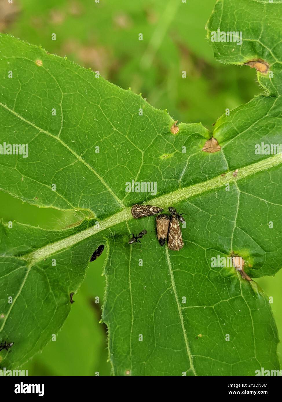 Aster Treehopper (Publilia concava) Insecta Stock Photo - Alamy