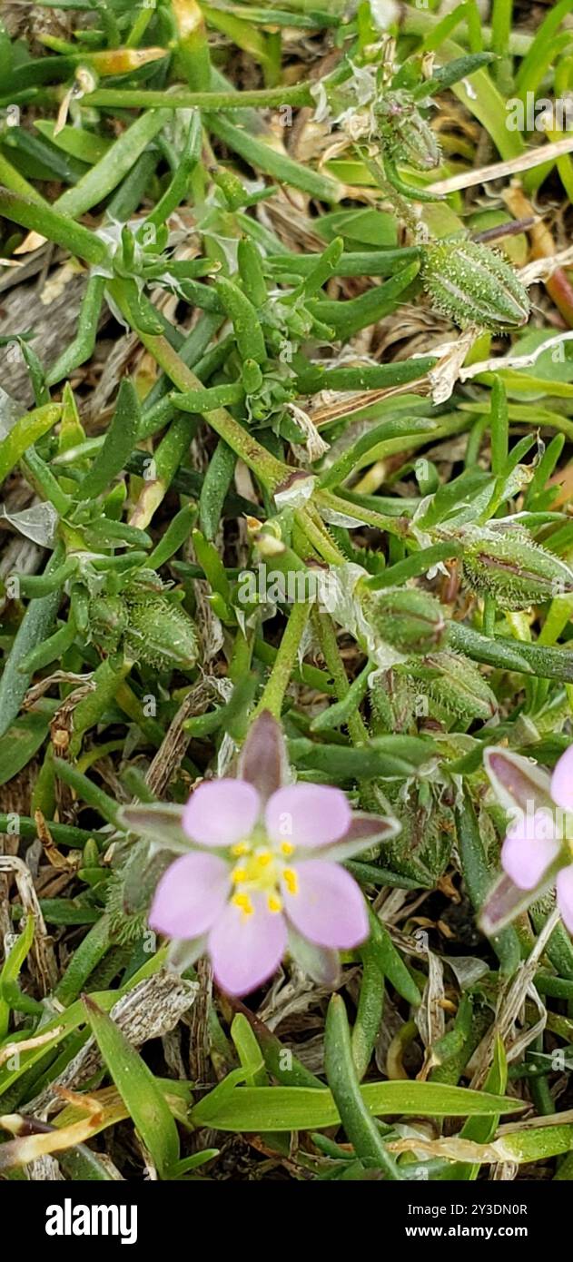 Red Sand Spurrey (Spergularia rubra) Plantae Stock Photo - Alamy