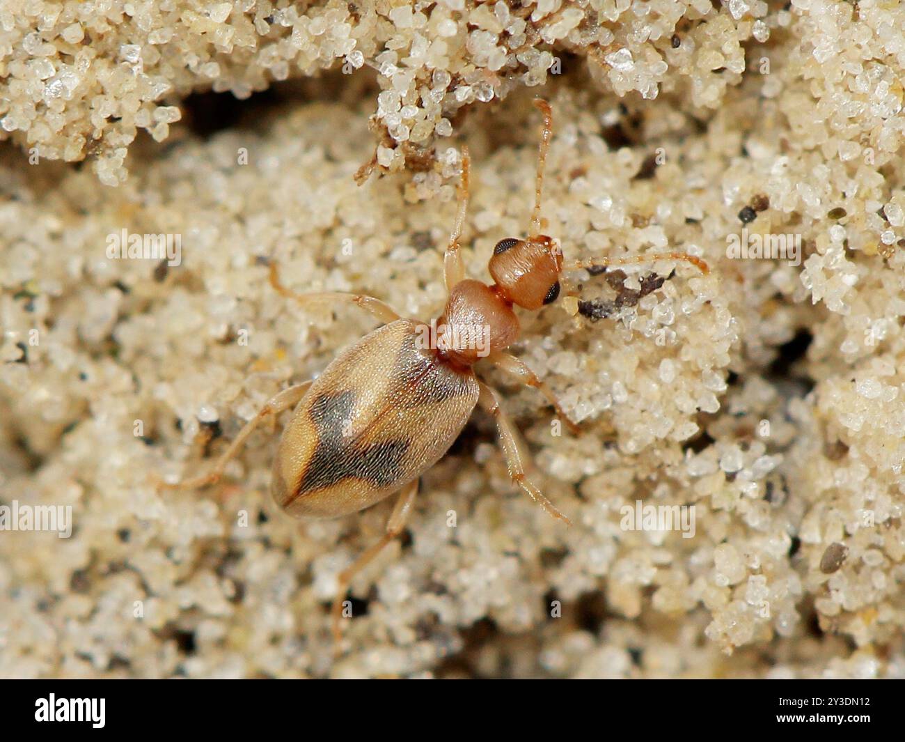 (Anthicus bimaculatus) Insecta Stock Photo - Alamy