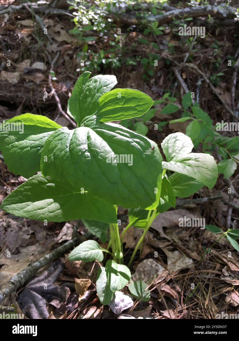 tall rattlesnake root (Nabalus altissimus) Plantae Stock Photo - Alamy