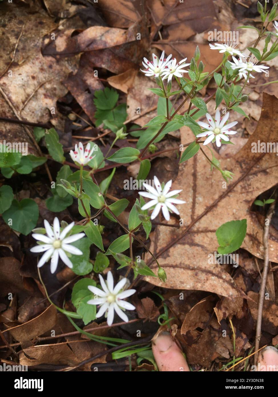 star chickweed (Stellaria pubera) Plantae Stock Photo - Alamy