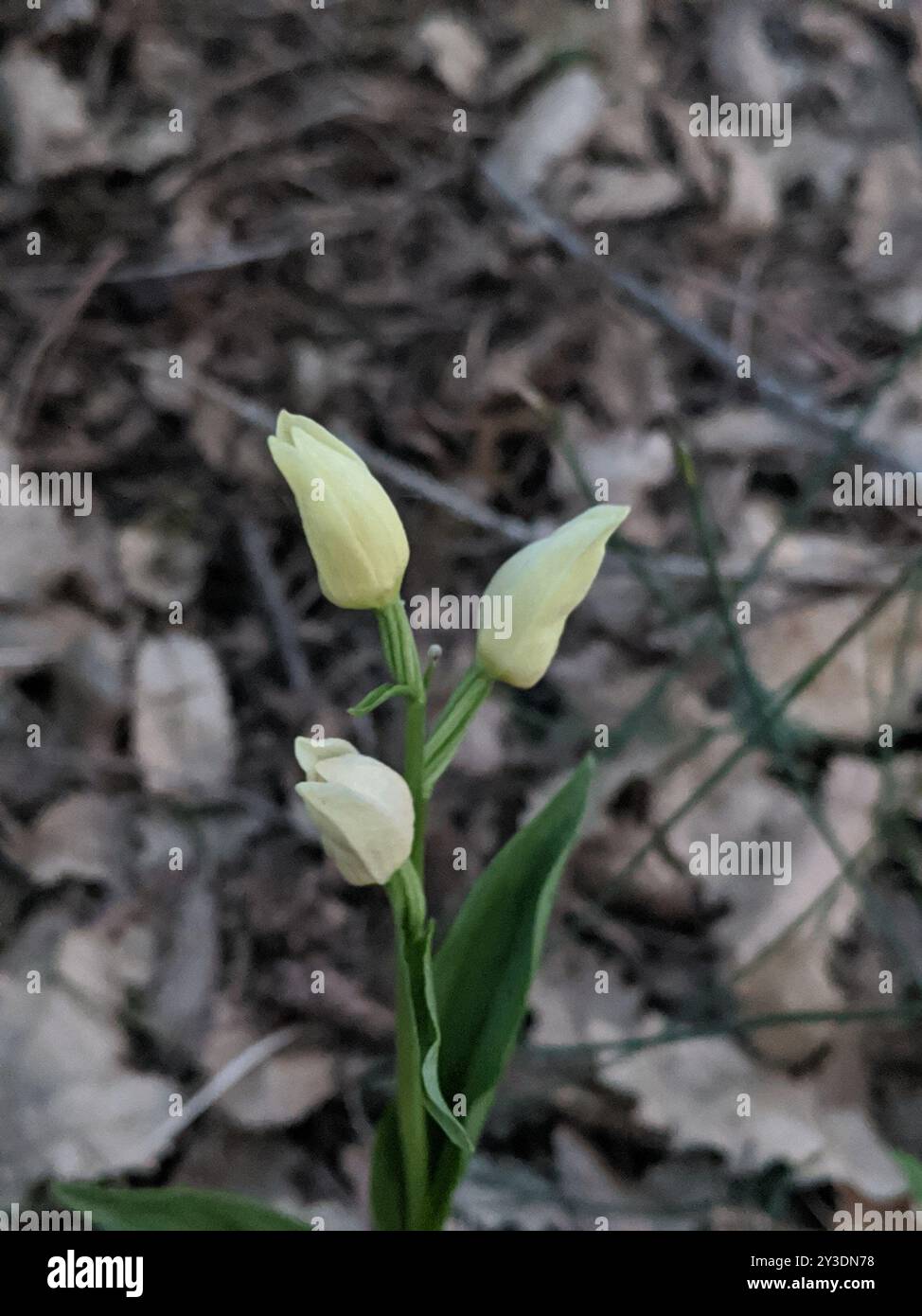 white helleborine (Cephalanthera damasonium) Plantae Stock Photo - Alamy