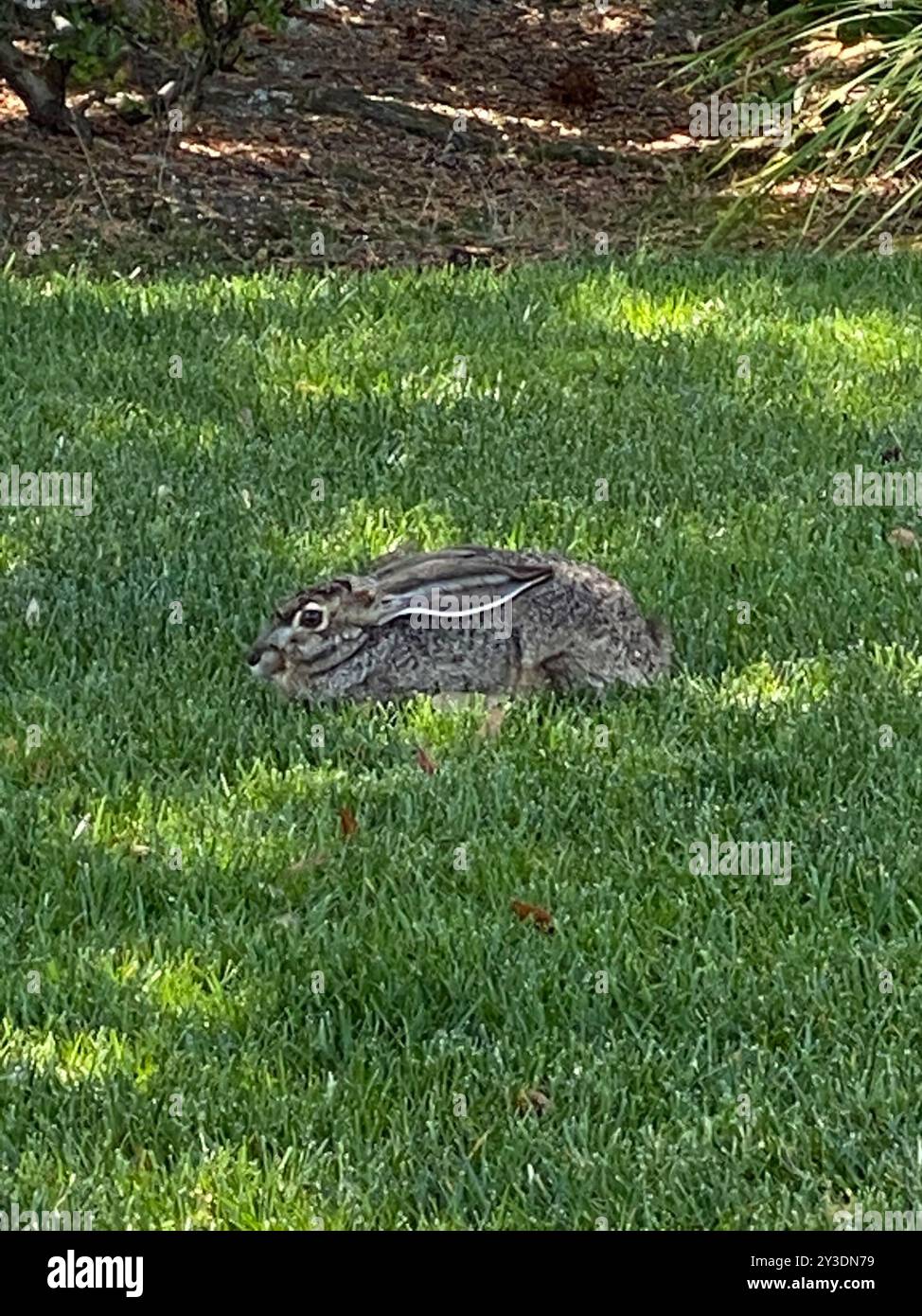Black-tailed Jackrabbit (Lepus californicus) Mammalia Stock Photo - Alamy