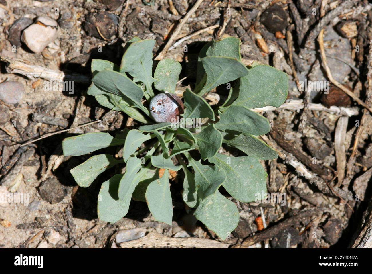 thick-stem wild cabbage (Caulanthus crassicaulis) Plantae Stock Photo ...