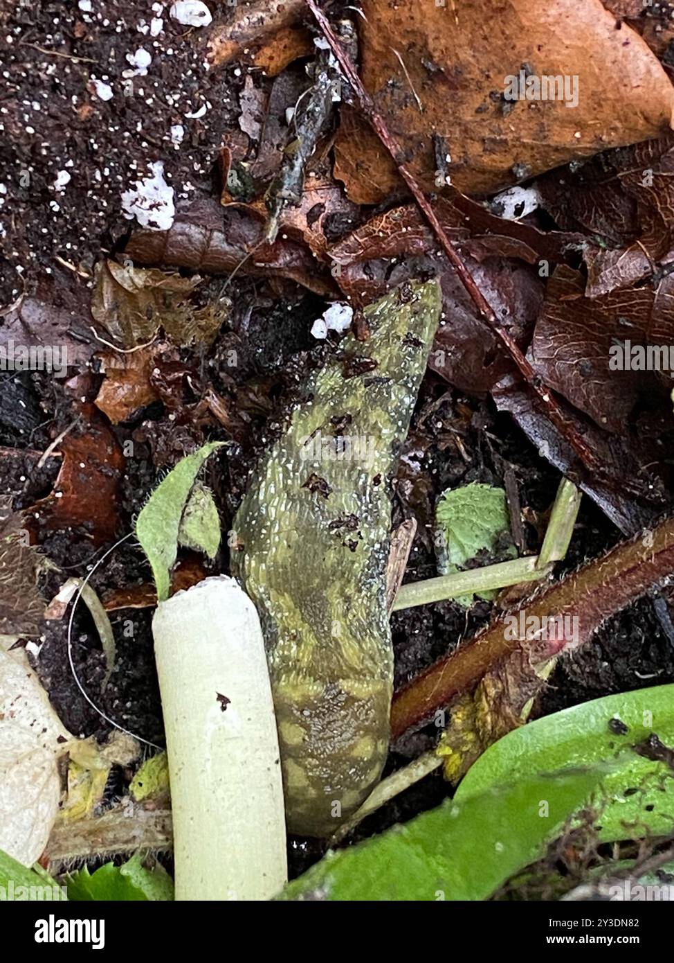 Green Cellar Slug (Limacus maculatus) Mollusca Stock Photo - Alamy