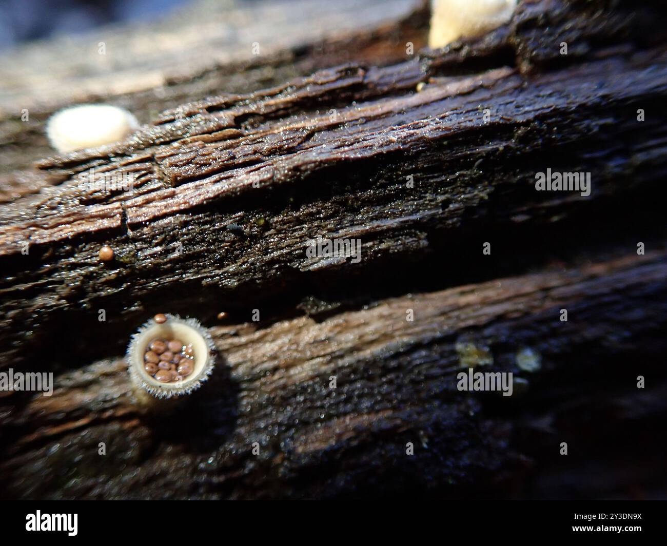 woolly bird's nest fungus (Nidula niveotomentosa) Fungi Stock Photo - Alamy