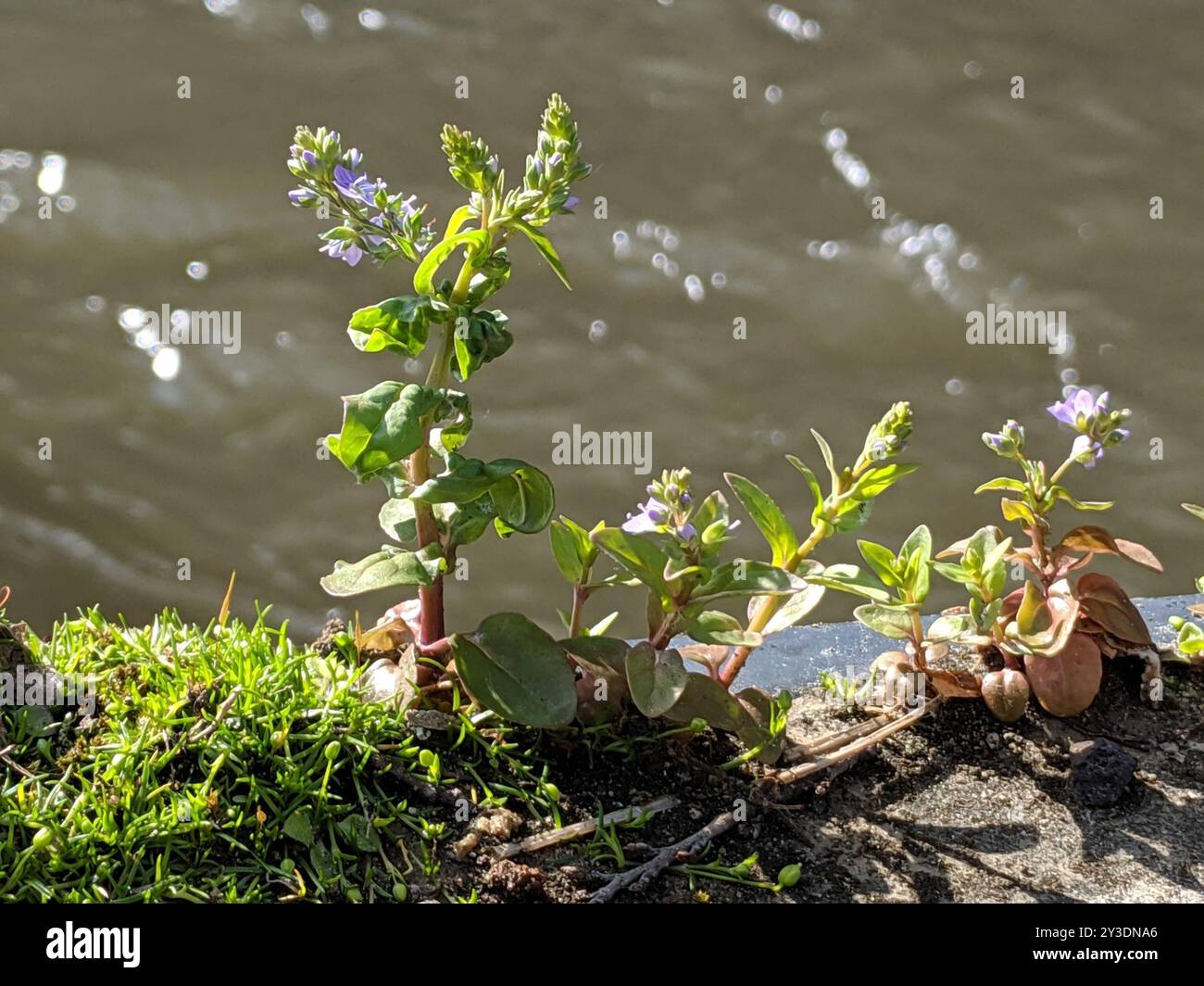 blue water-speedwell (Veronica anagallis-aquatica) Plantae Stock Photo ...