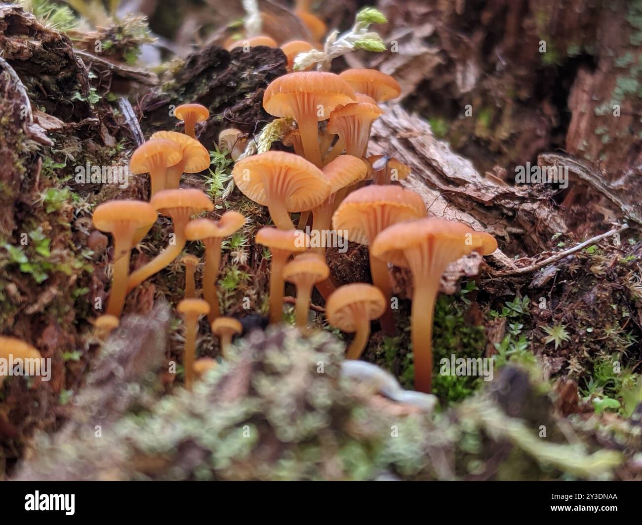 Pinewood Gingertail (Xeromphalina campanella) Fungi Stock Photo - Alamy