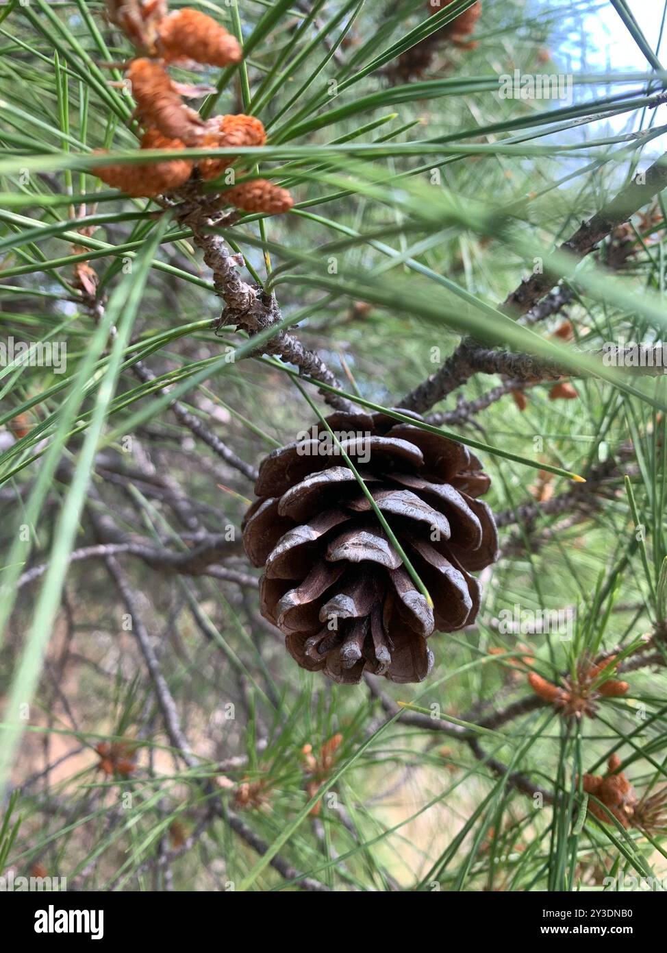 Turkish pine (Pinus brutia) Plantae Stock Photo - Alamy