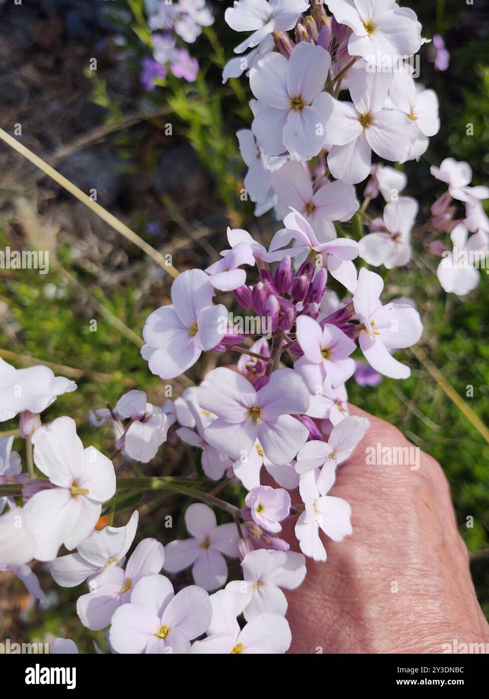 dame's rocket (Hesperis matronalis) Plantae Stock Photo - Alamy