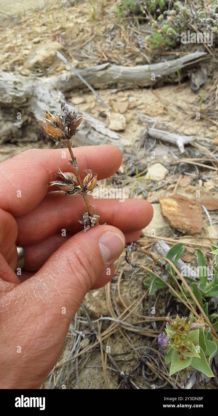 Wax-leaf Beardtongue (Penstemon nitidus) Plantae Stock Photo - Alamy