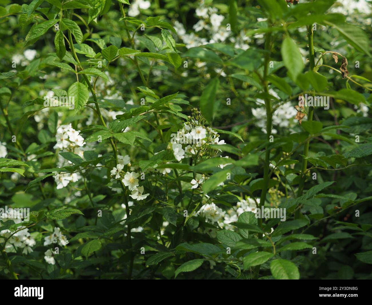 multiflora rose (Rosa multiflora) Plantae Stock Photo - Alamy