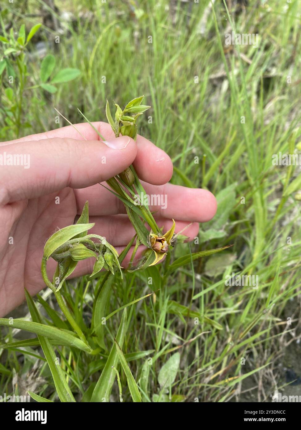 Stream Orchid (Epipactis gigantea) Plantae Stock Photo - Alamy