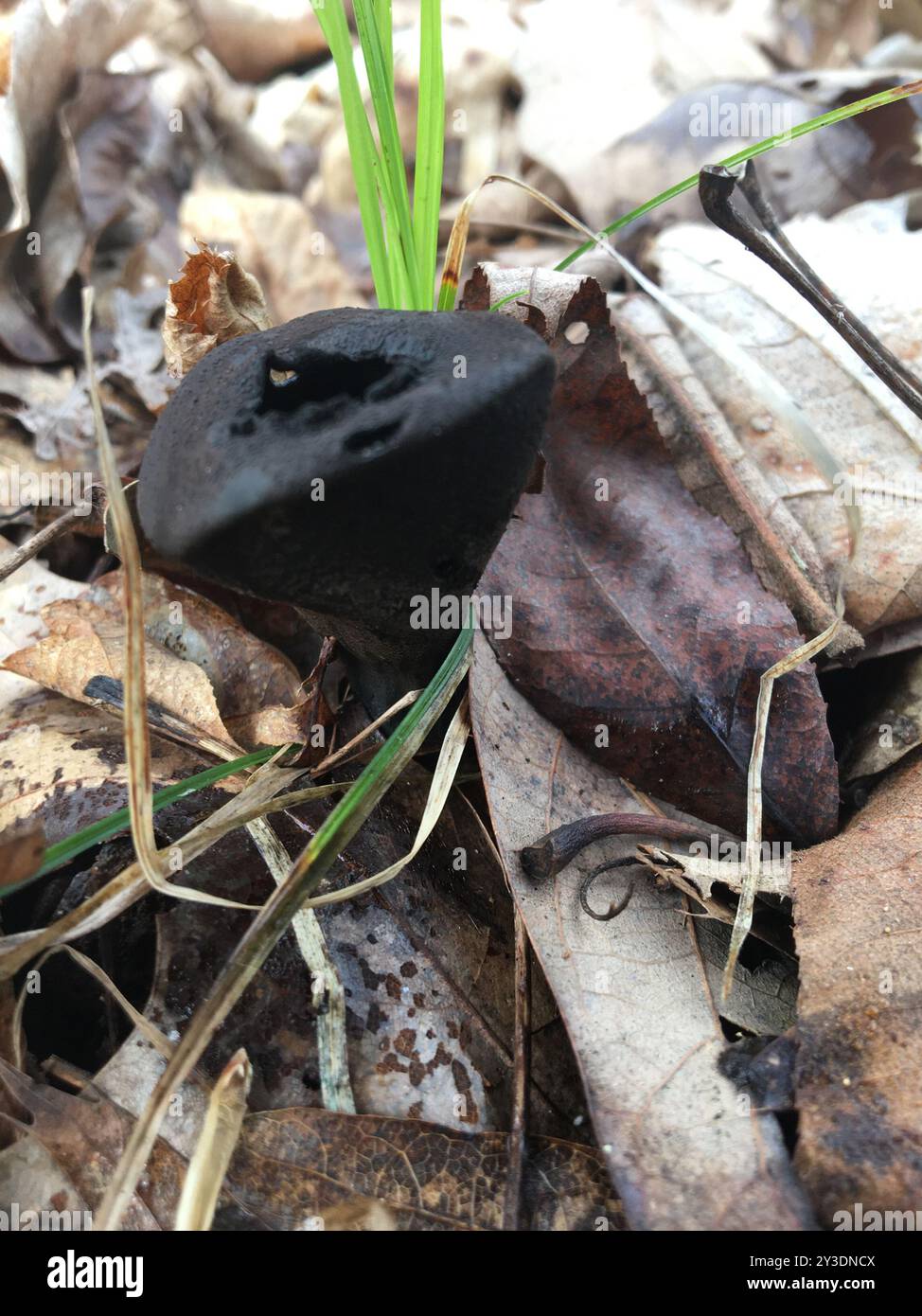 devil's urn (Urnula craterium) Fungi Stock Photo - Alamy