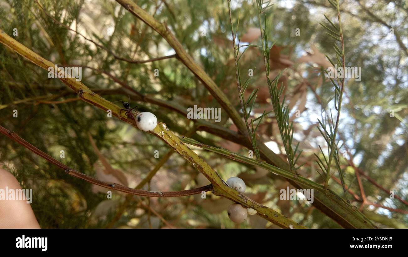 Wattle Tick Scale (Cryptes baccatus) Insecta Stock Photo - Alamy