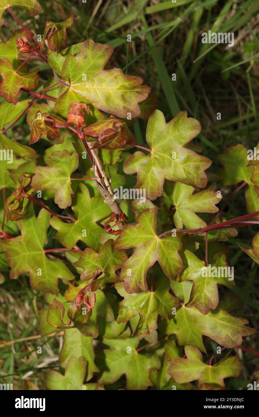 field maple (Acer campestre) Plantae Stock Photo - Alamy