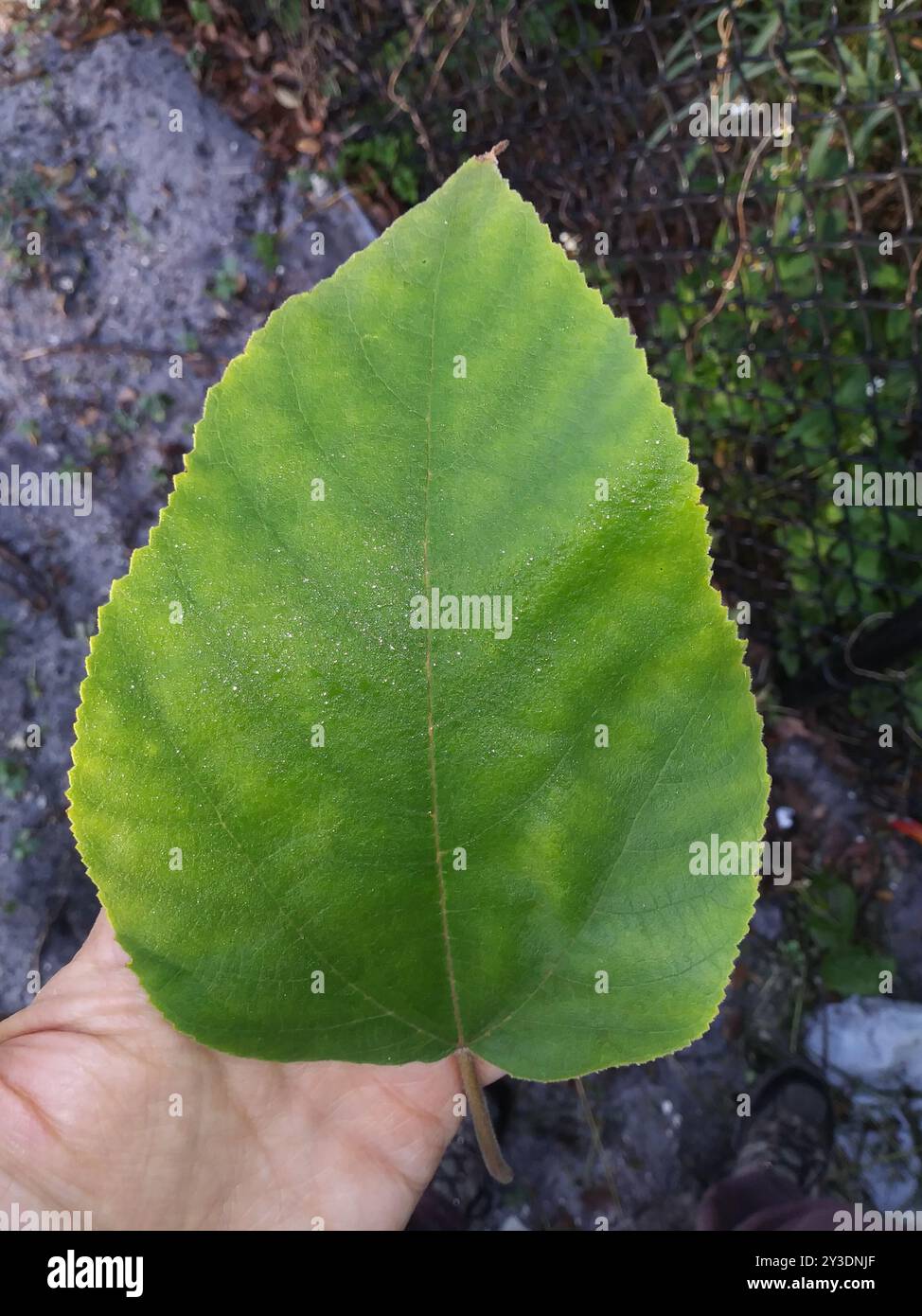 Paper mulberry (Broussonetia papyrifera) Plantae Stock Photo - Alamy