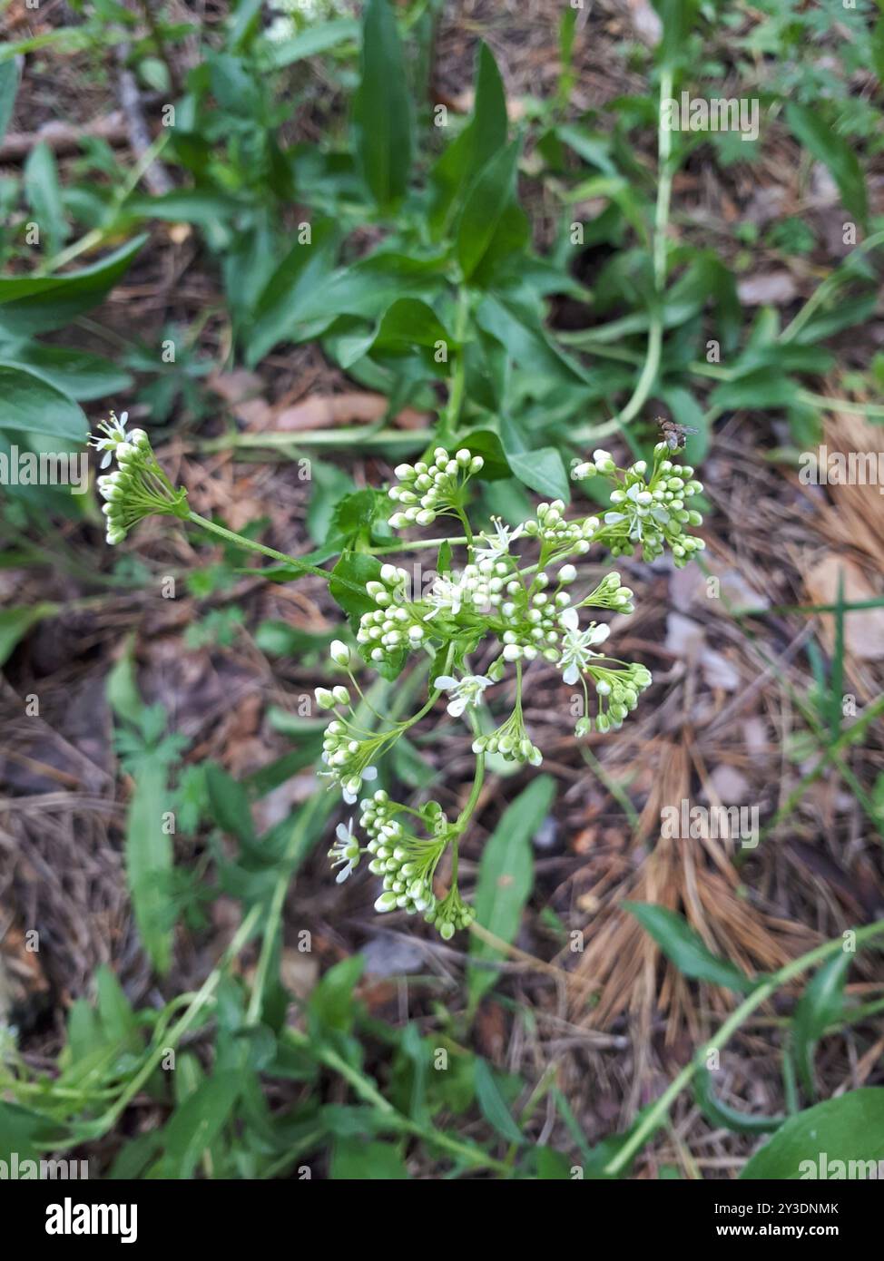Heart-podded Hoary Cress (Lepidium draba) Plantae Stock Photo - Alamy