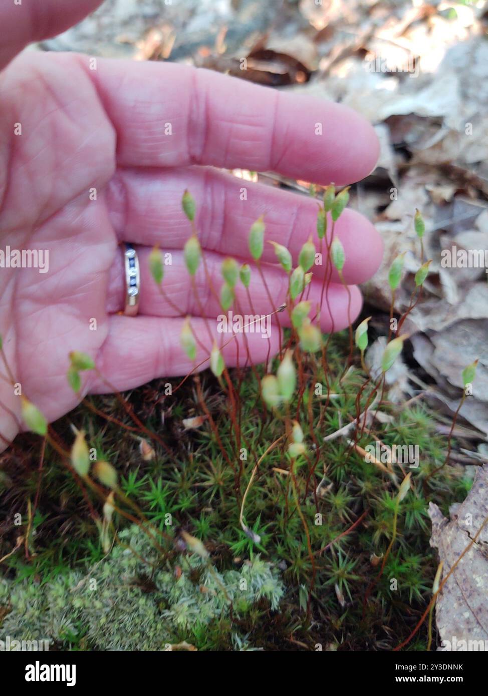Common Haircap Moss (Polytrichum commune) Plantae Stock Photo - Alamy