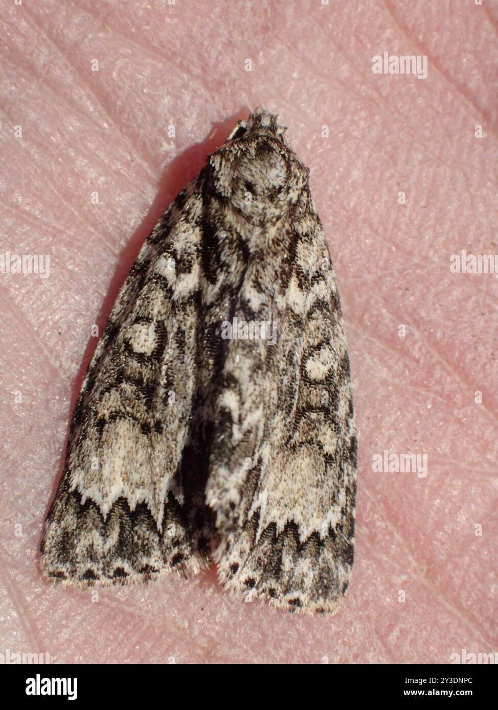 Fragile Dagger (Acronicta fragilis) Insecta Stock Photo - Alamy
