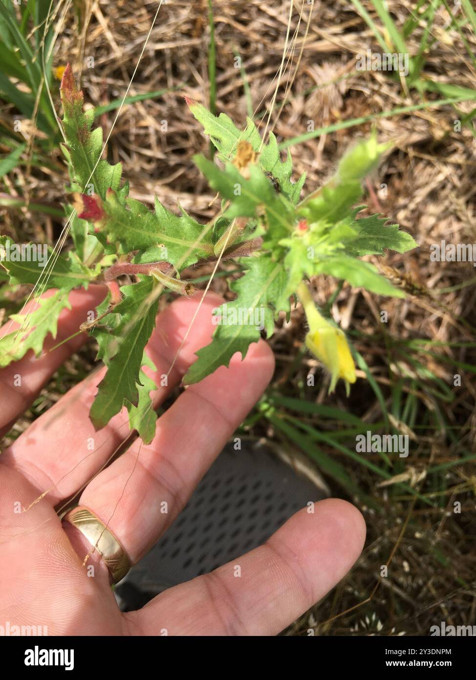 cutleaf evening primrose (Oenothera laciniata) Plantae Stock Photo - Alamy