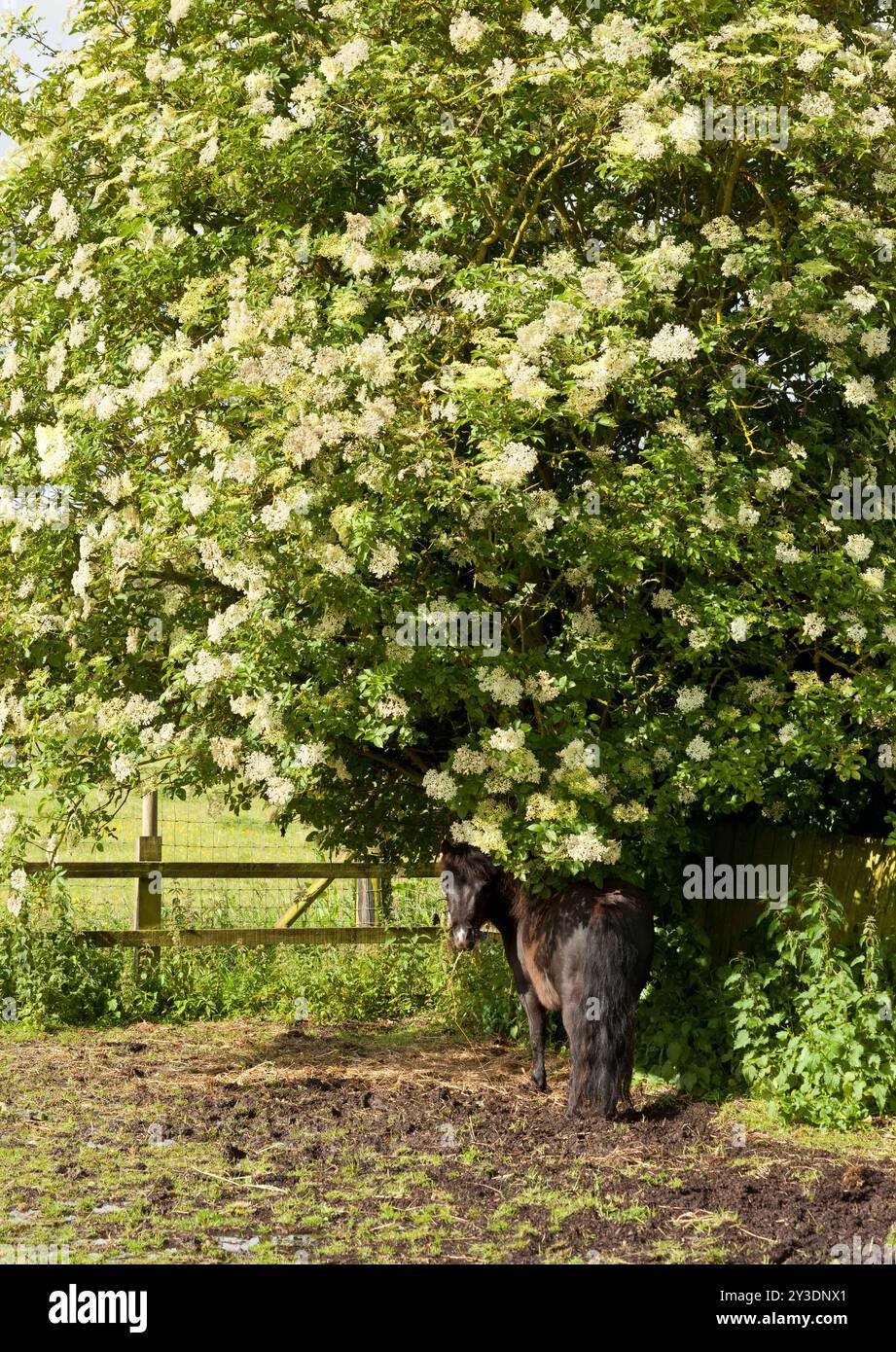 A pony sheltering under an Elder tree Stock Photo - Alamy