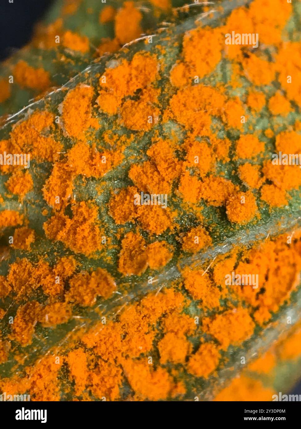 blackberry orange rust (Gymnoconia peckiana) Fungi Stock Photo - Alamy