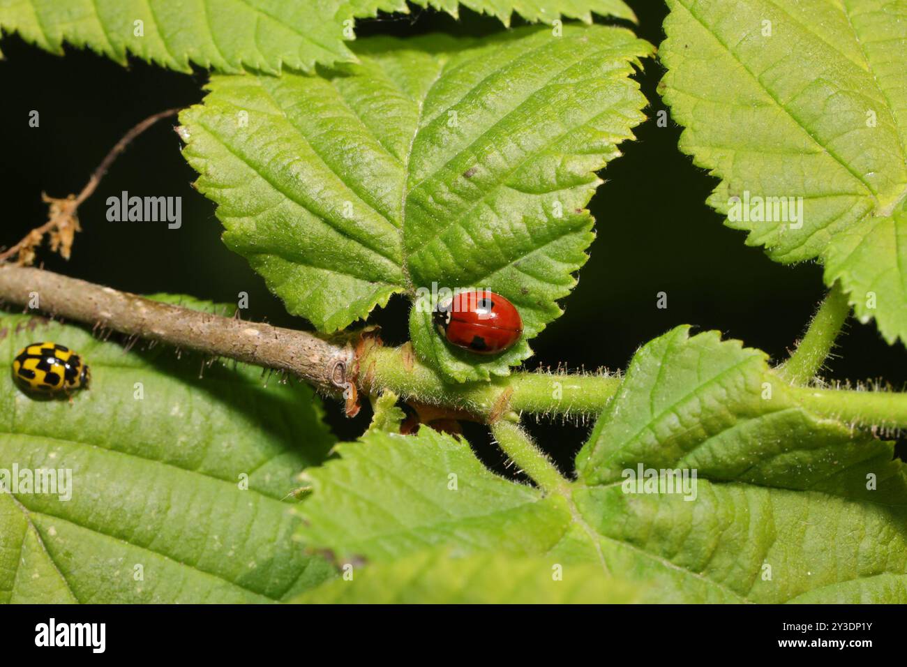 Fourteen-spotted Lady Beetle (Propylea quatuordecimpunctata) Insecta ...