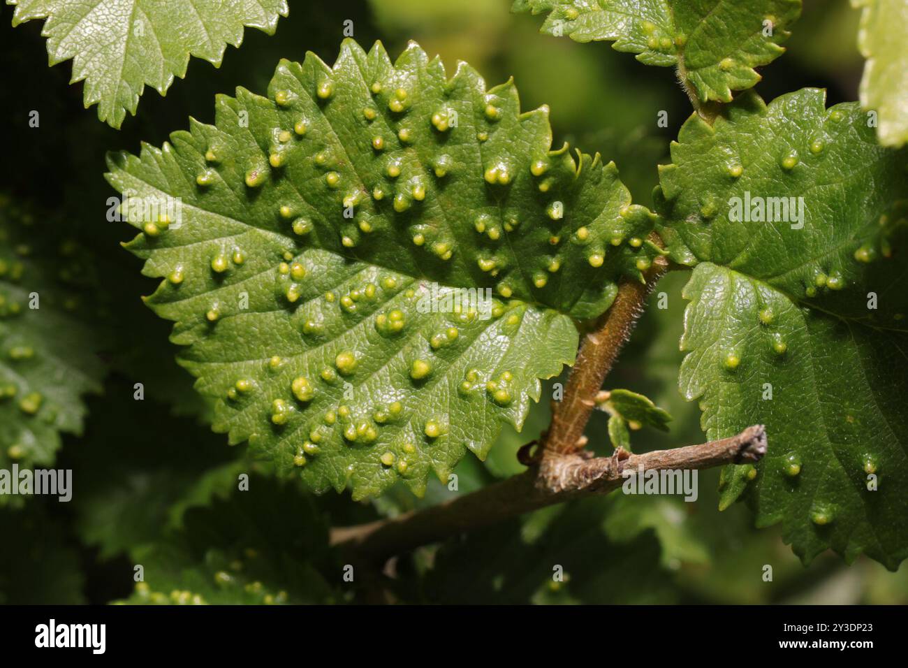 Elm Leaf Gall Mite (Aceria campestricola) Arachnida Stock Photo - Alamy