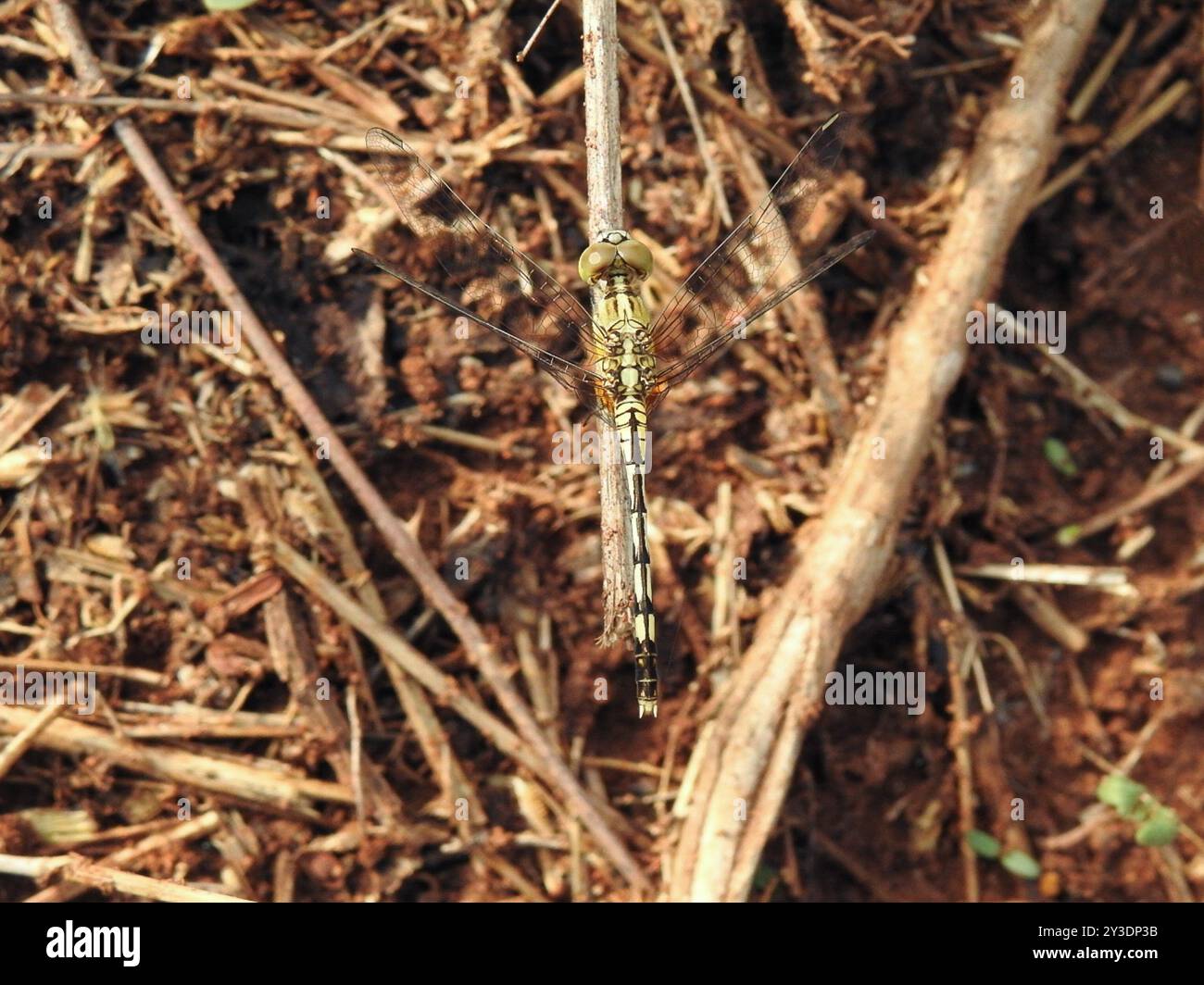 Chalky Percher (Diplacodes trivialis) Insecta Stock Photo - Alamy