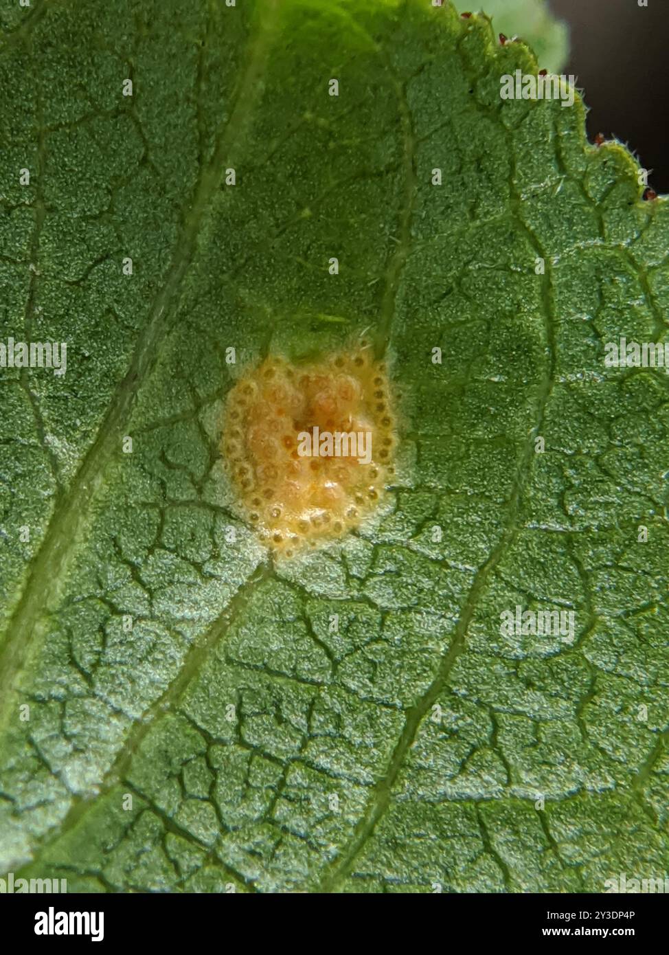 Crown Rust (Puccinia coronata) Fungi Stock Photo - Alamy