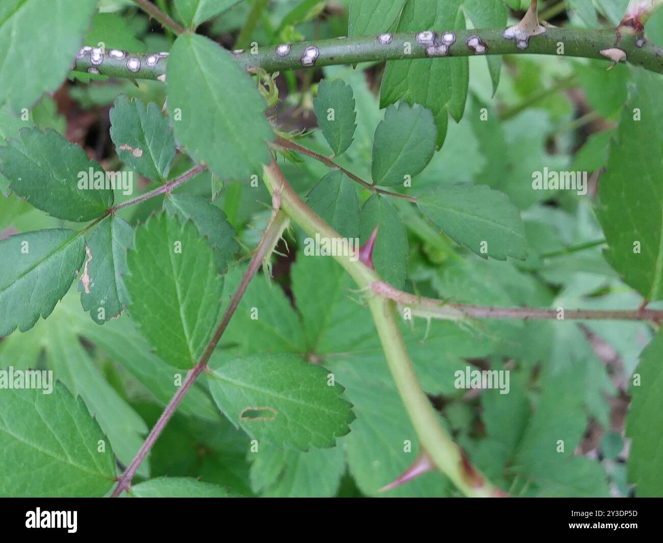 multiflora rose (Rosa multiflora) Plantae Stock Photo - Alamy