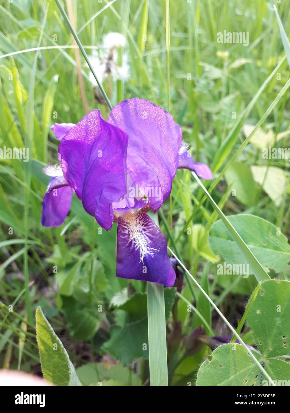 Leafless Iris (Iris aphylla) Plantae Stock Photo - Alamy